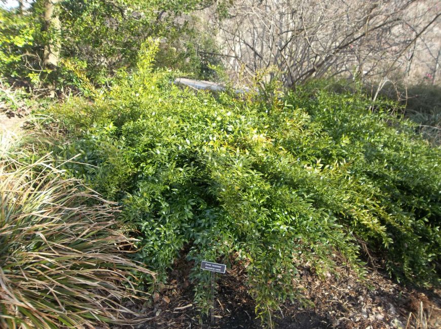 Future Plants by Randy Stewart: Danae racemosa - Alexandrian Laurel