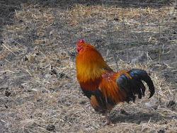 Simply Sowing: How to Dock Lamb's Tails - in two shakes of a lamb's tail.
