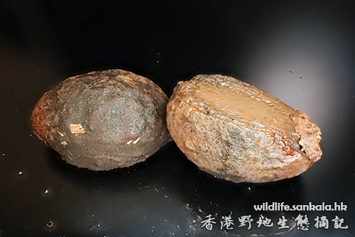 香港野地生態摘記: 賽山梅 Styrax confusus