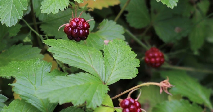 Mesimarjan ja lakan kasvatus puutarhassa | Puutarhahetki - suurien ...