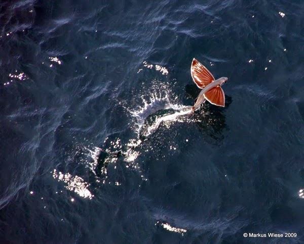 Amazing Animals Pictures: A little journey out of Sea. The Flaying Fish ...