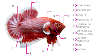 Betta Anatomy ~ Nice Betta