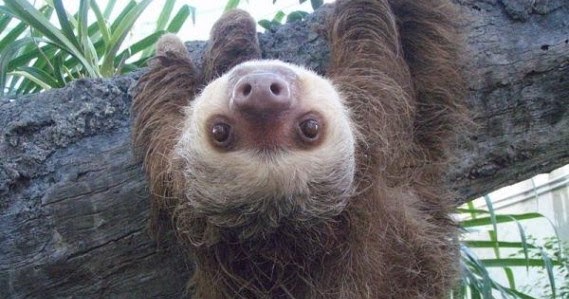 White Wolf : Sloth Sanctuary Cares for Baby Hope (Video)