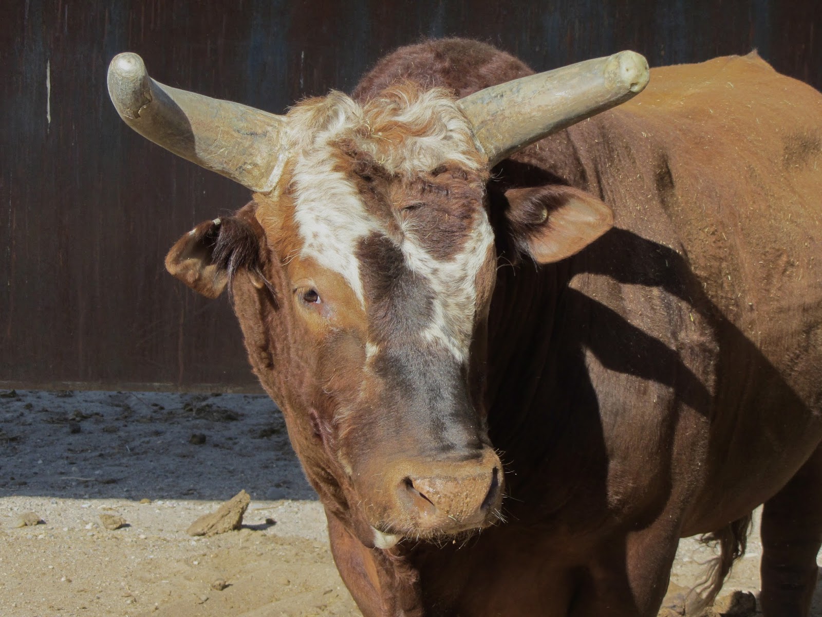 Bushwacker Bull Breed
