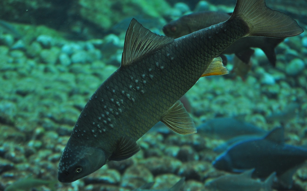 ZOOTOGRAFIANDO (6.100 ANIMALS): RUTILO DEL DANUBIO / DANUBE ROACH ...
