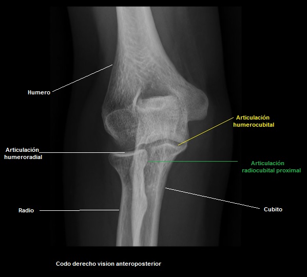 ANATOMIA RADIOLOGICA