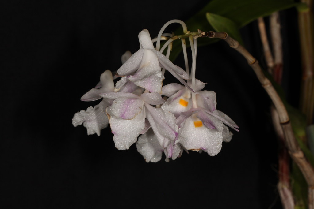 Dendrobium mutabile care and culture | Travaldo's blog