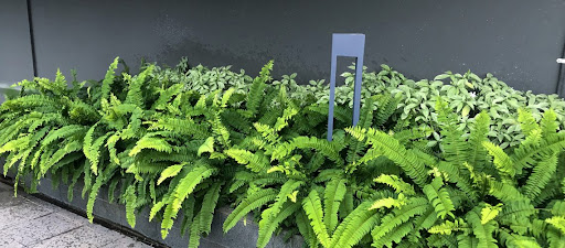 Inilah 5 Jenis Tanaman Pakis Yang Baik Bagi Kesehatan Dan Keindahan Rumah