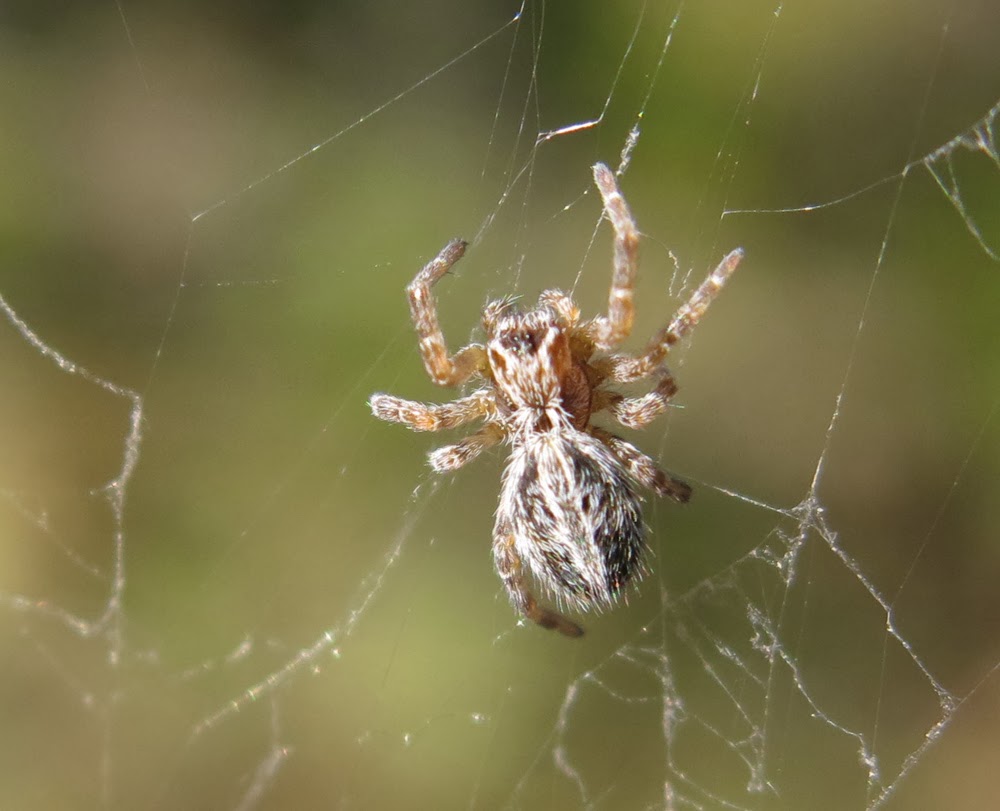 Diversity and Life: A view from the Holocene: Arachnids: primeval ...