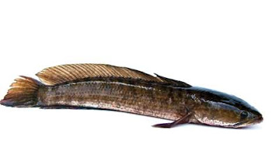 Ikan Gabus : Klasifikasi dan Morfologi Ikan Gabus - Iwan Ridwan