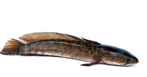 Ikan Gabus : Klasifikasi dan Morfologi Ikan Gabus - Iwan Ridwan