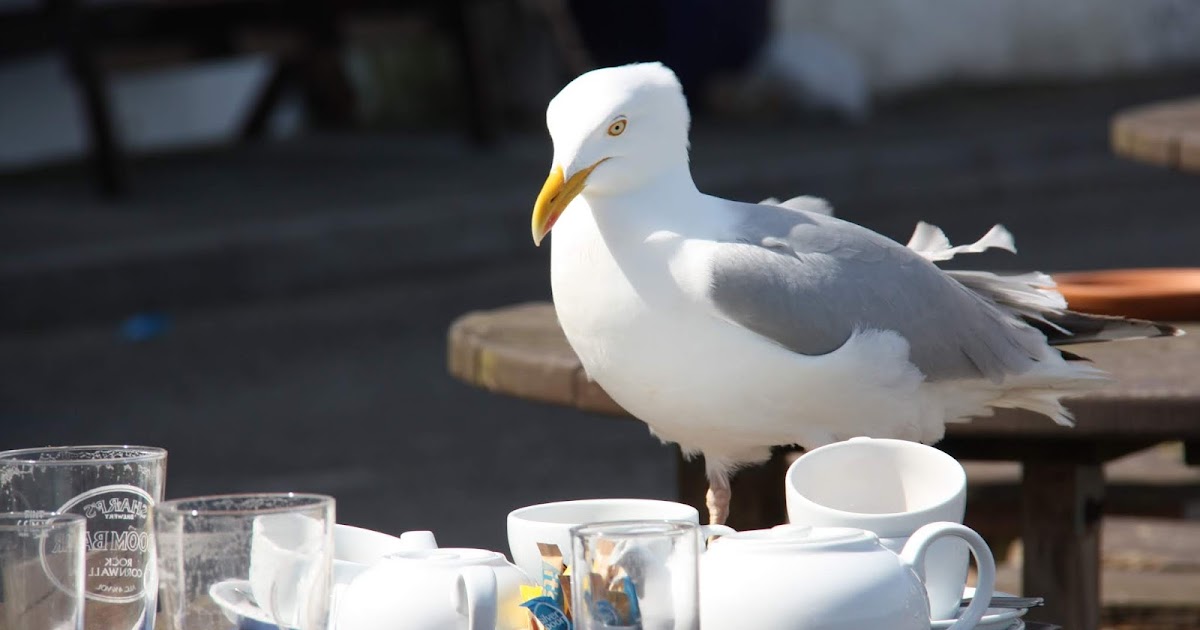 magpie bridge: THE RAZOR BEAK