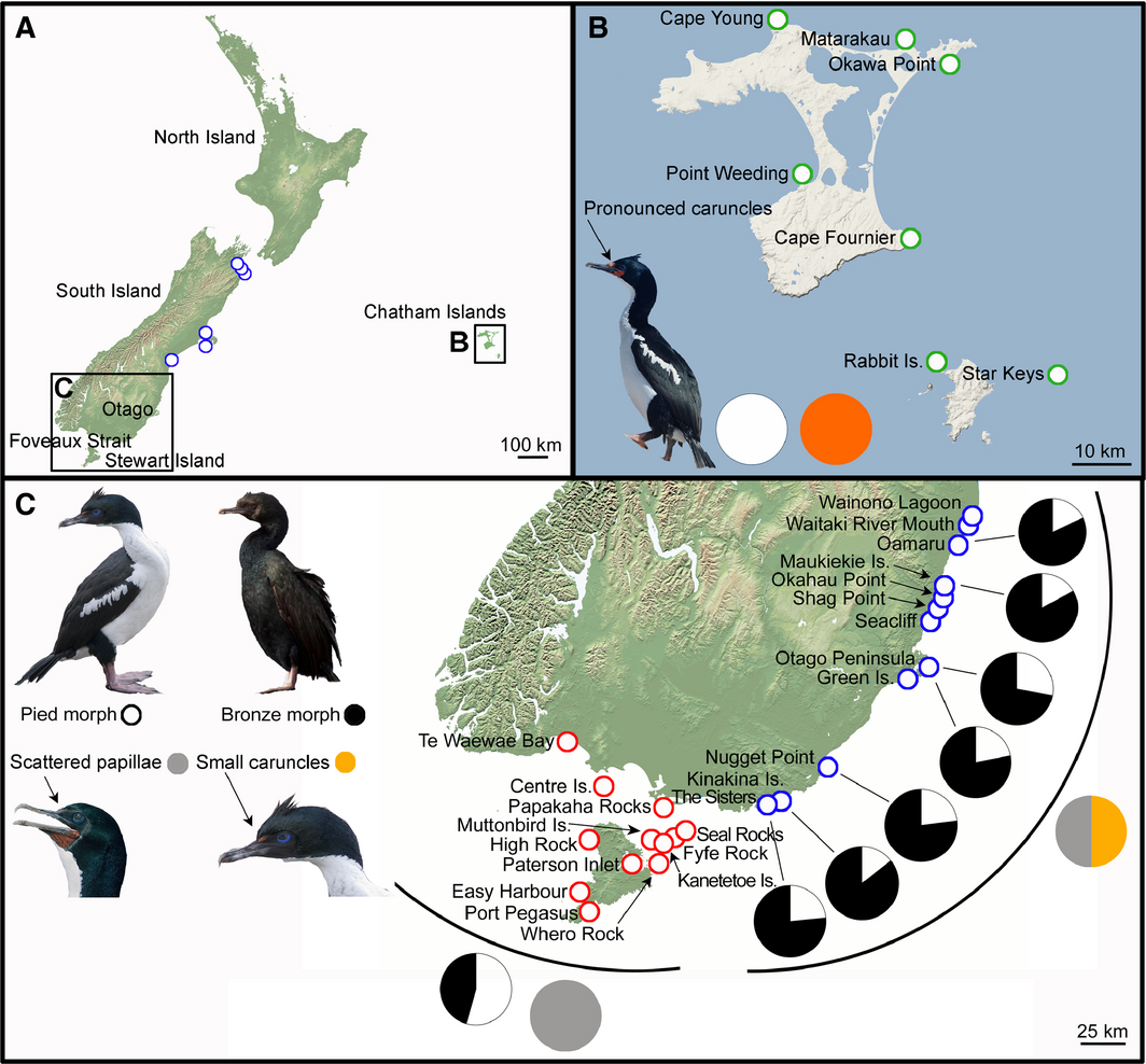 Species New to Science: [Ornithology • 2016] Leucocarbo chalconotus & L ...