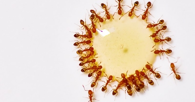 Filosofi Semut Kecil yang Bernilai Besar | Let's Share