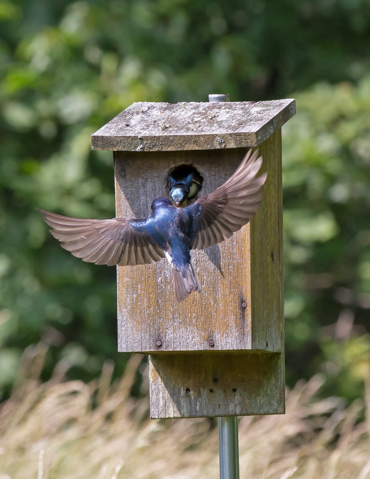 Busy Tree Swallow house