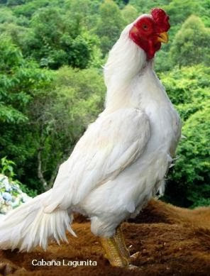 VER GALERIA DE FOTOS DE GALLOS DE PELEA DEL MUNDO: RAZA DE GALLO DE ...