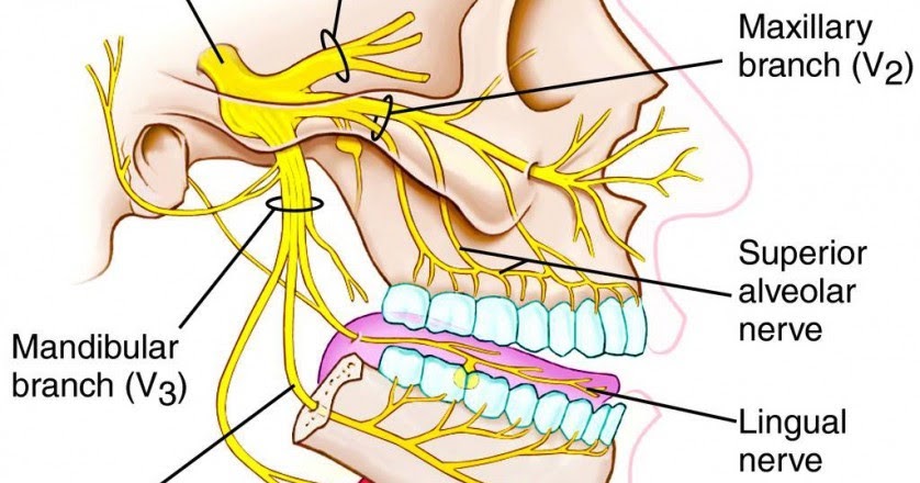 NERVUS TRIGEMINUS ~ DEWI KARTIKA MUBELA