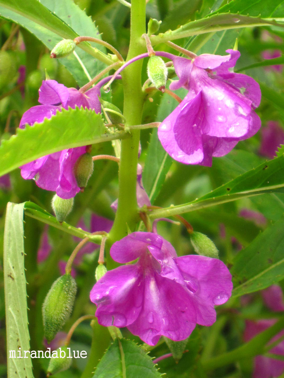 Live in the Moment: Purple Kamantigue