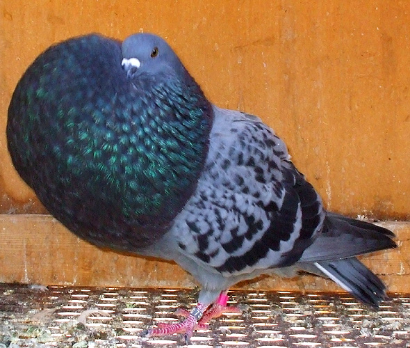 Pouter Pigeon