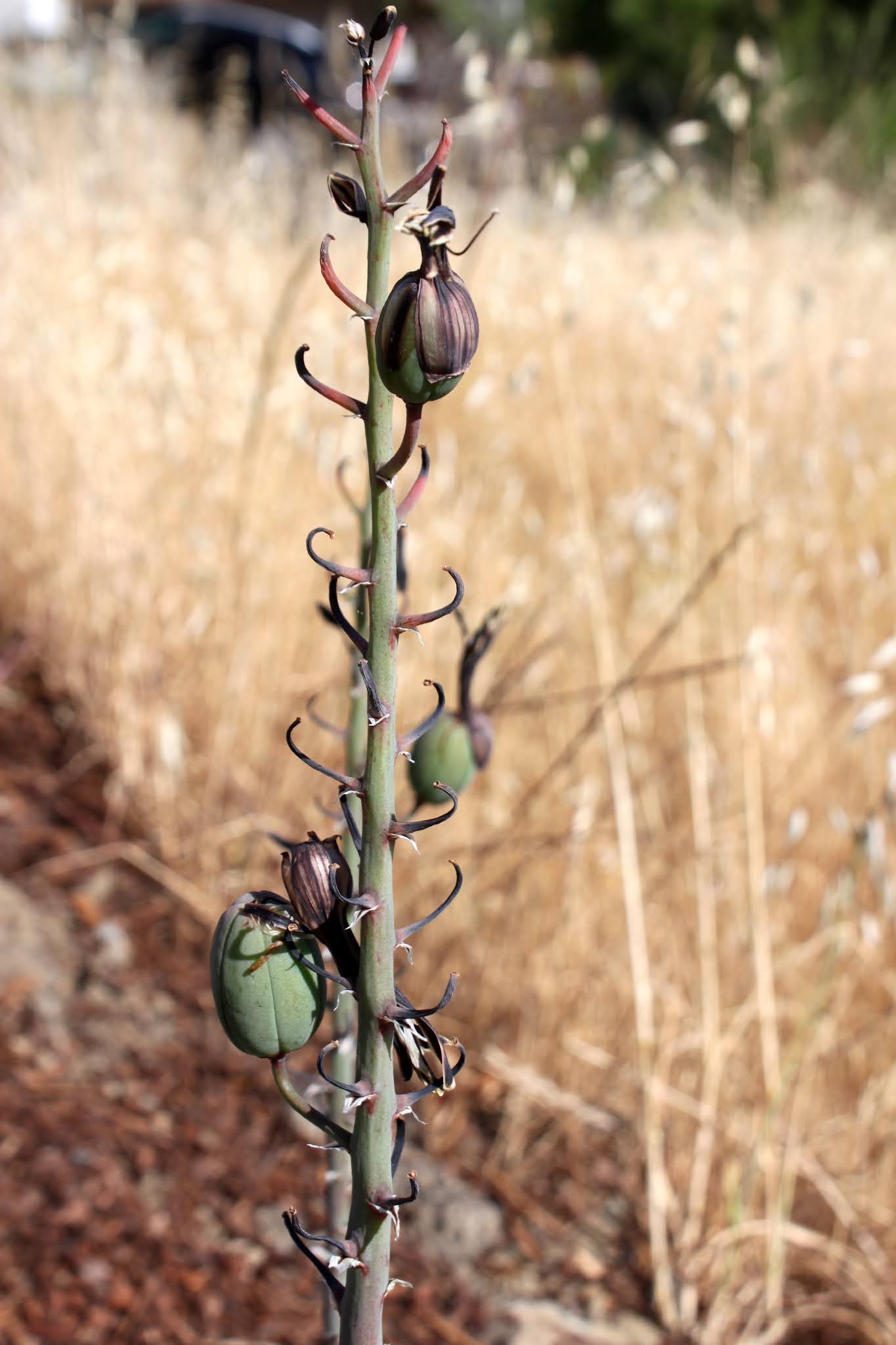 Planting an Aloe plicatilis