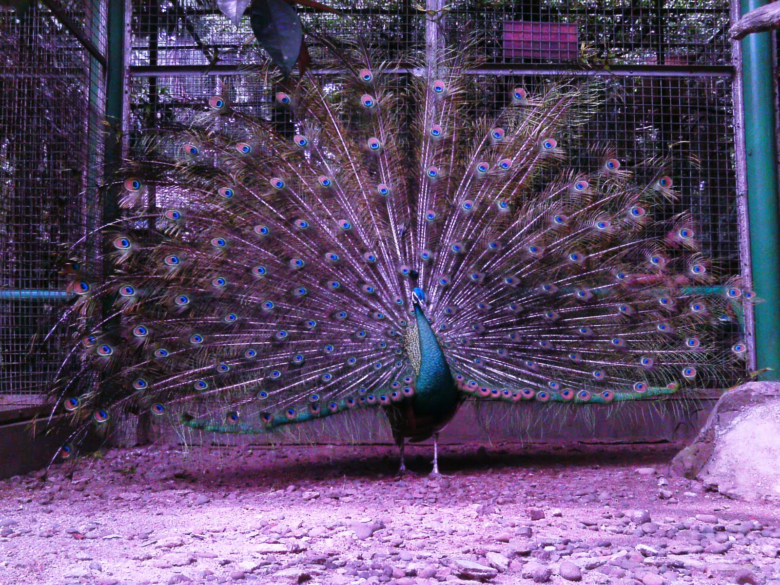 Gold-oriole: Merak di ragunan