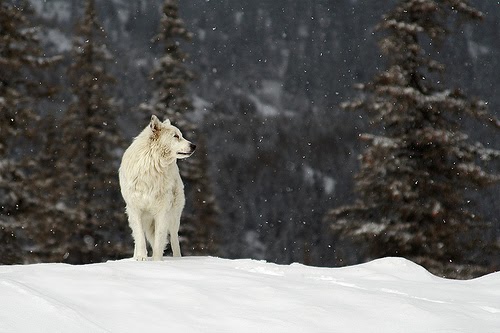 White Wolf : Would Real Wolves Act Like the Wolves of ‘The Grey ...