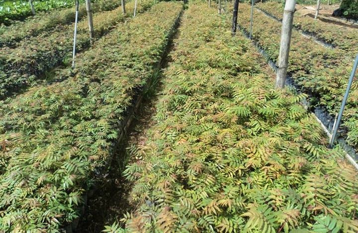 16+ Harga Kayu Suren