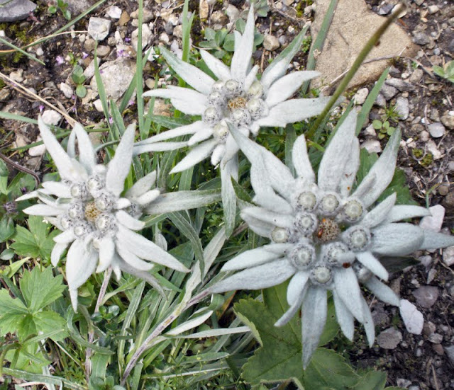 De vorba cu mine însumi: Florile dimineţii