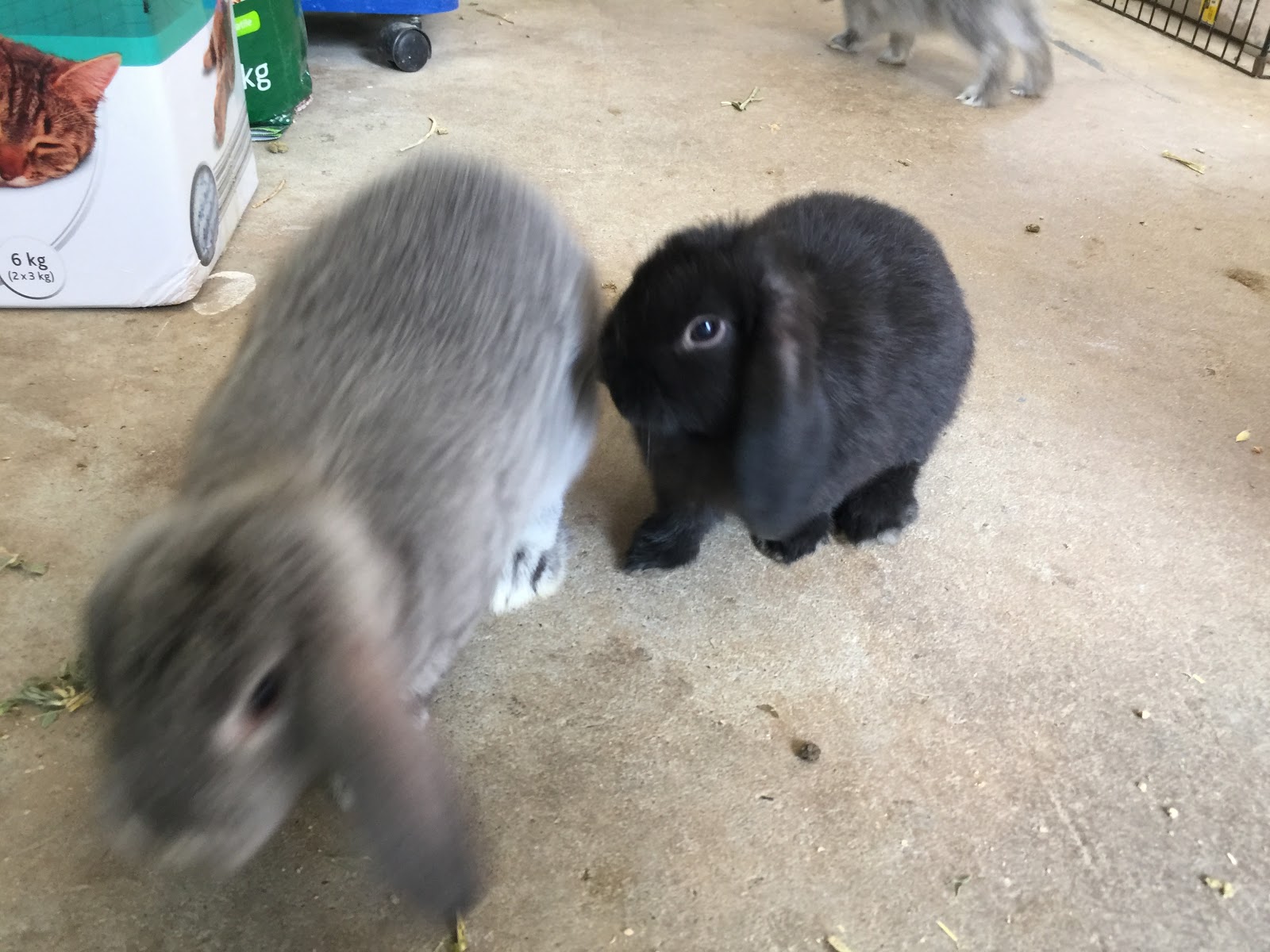 Rabbit Rescue Sanctuary: POTTSVILLE TINY MINIATURE RABBITS FOR ADOPTION