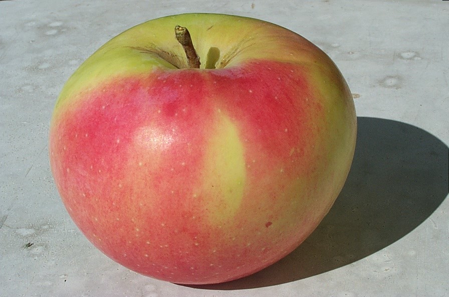 Green Girly: Zone 3 Gardening: Prairie Magic Apple Tree