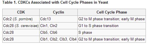 Cdk, Cdc2 and Cdc28 & Clb1, Clb2, Clb3, or Clb4, phase |Genetic ...