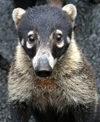 El ojo del buitre: Coatí de nariz blanca (Nasua narica)