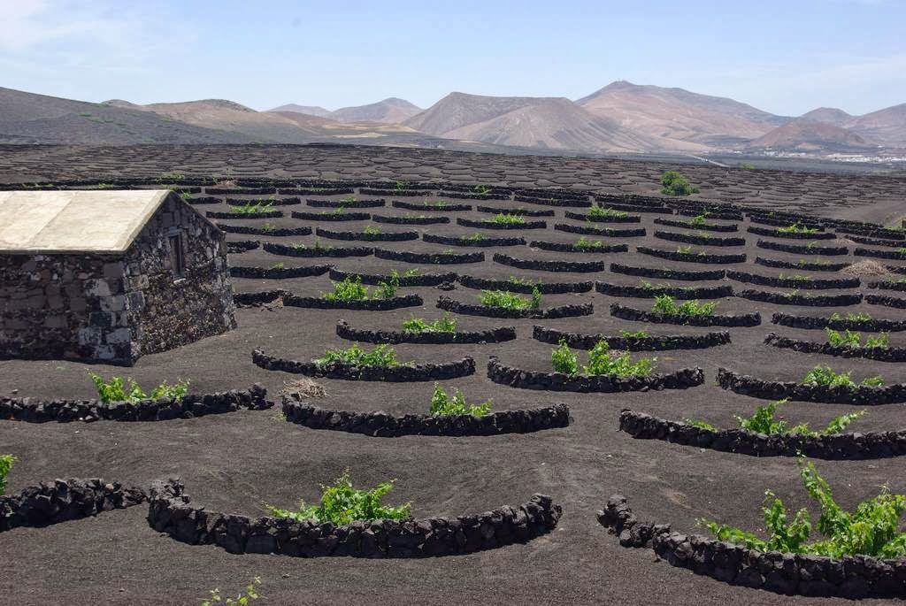 La Geria: Lanzarote’s Volcanic Vineyards ~ Kuriositas