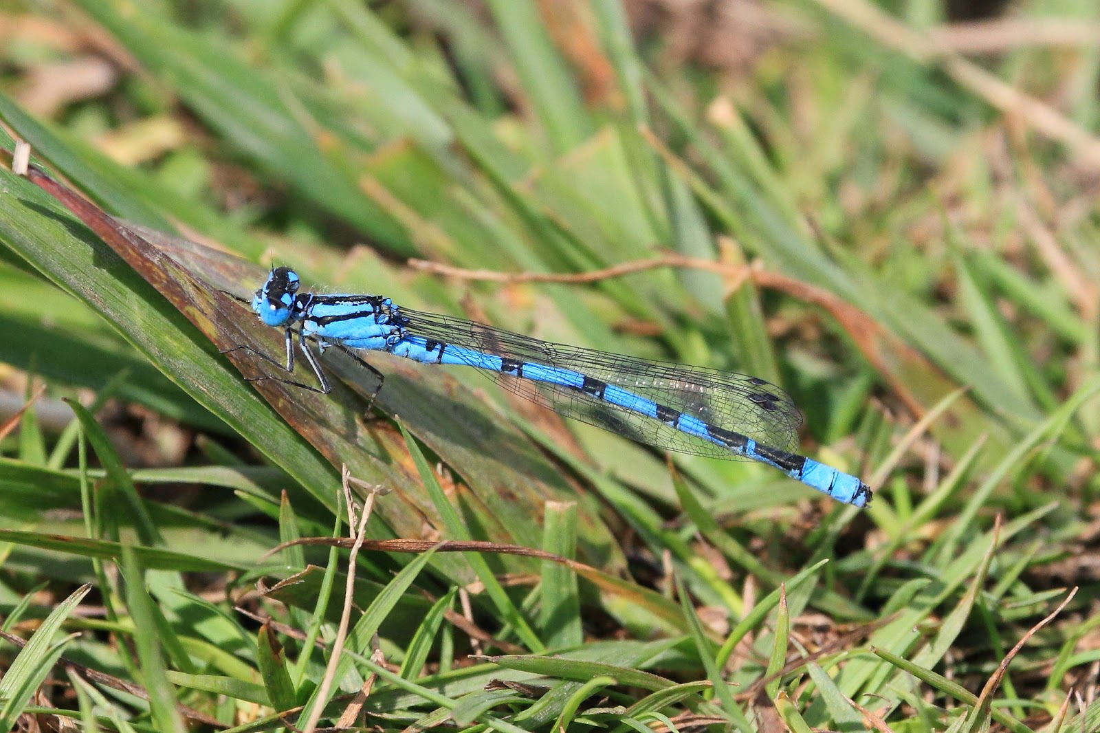 Species of UK: Week 62: Common Blue Damselfly ('Enallagma cyathigerum')