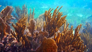 Proses Terbentuknya Terumbu Karang | IKAN DAN LAUT