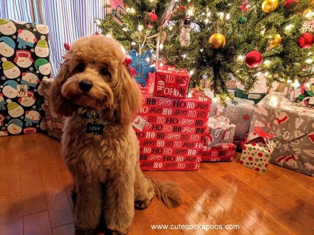 Cute Cockapoos: Cockapoo Coat Variations
