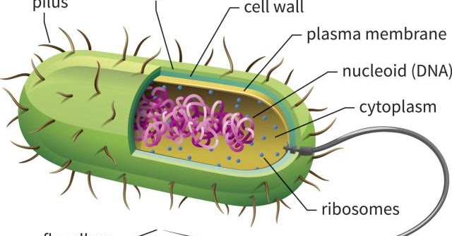 A level Biology notes (2015 spec): Prokaryotes
