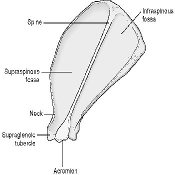 Scapula bone - Veterinary Anatomy