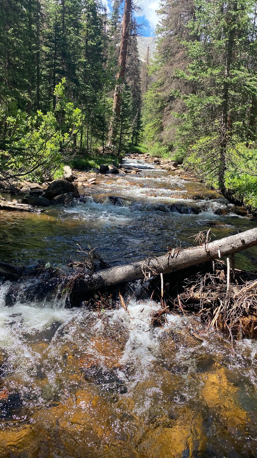 The DeLorme Family: June 2020