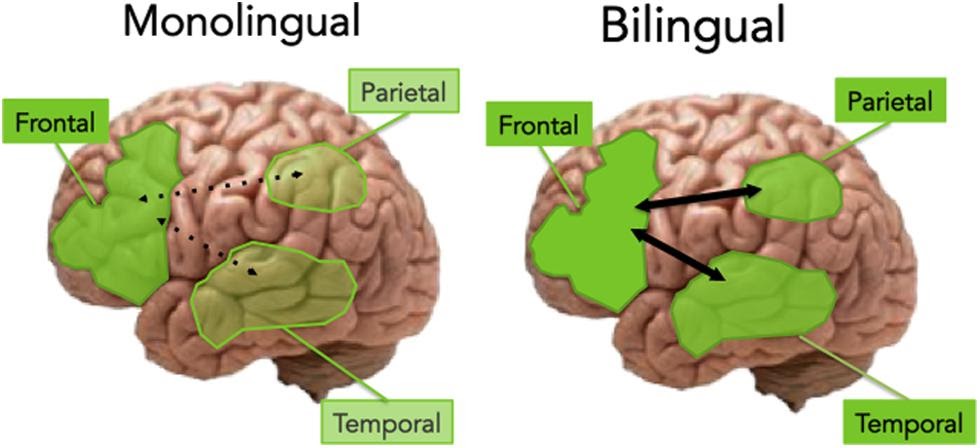 The benefits of a bilingual brain - Bilingual Brain - Pen2Print Services