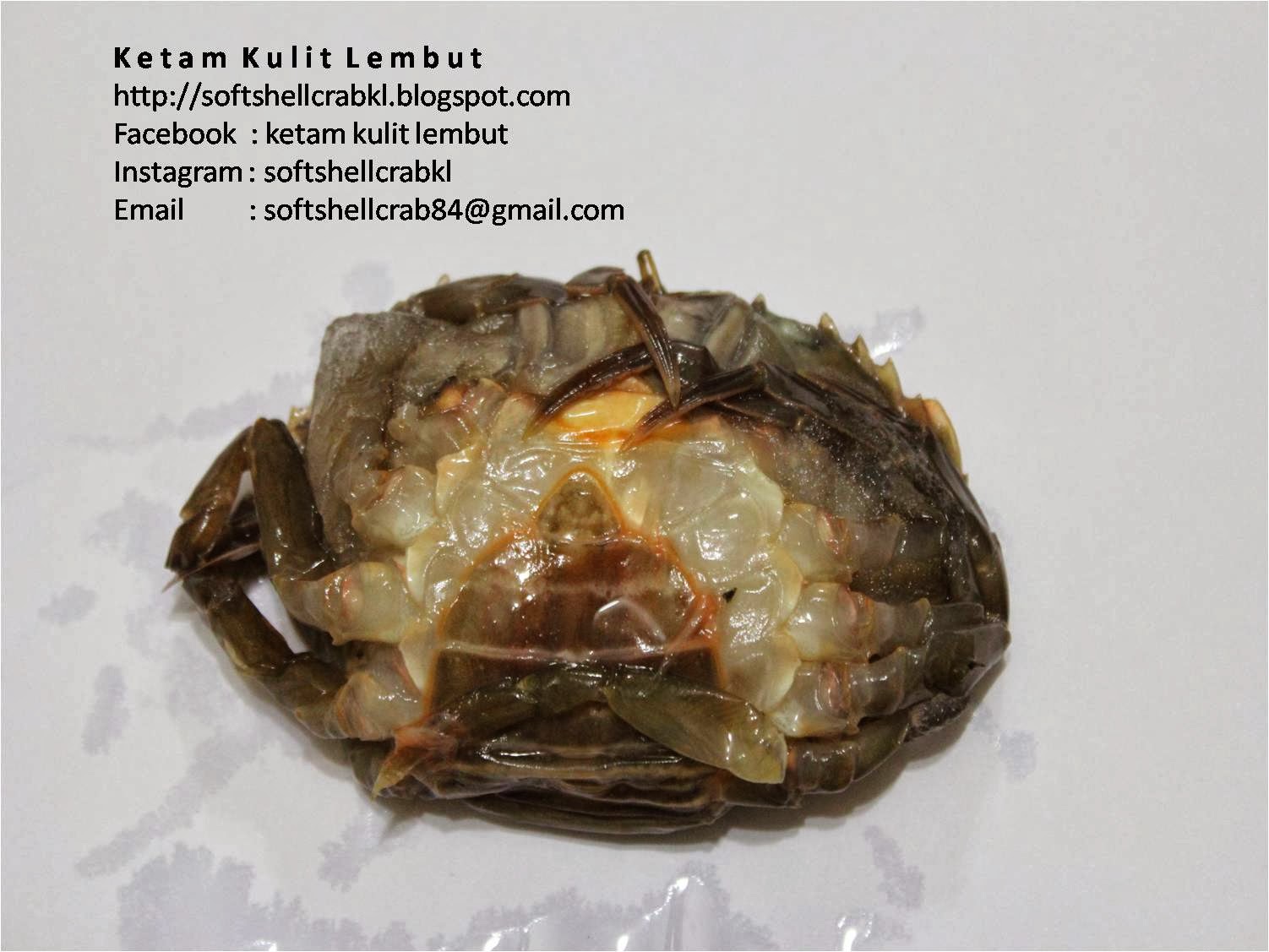 Soft Shell Crab KL: Gambar Ketam Kulit Lembut (soft shell crab ...