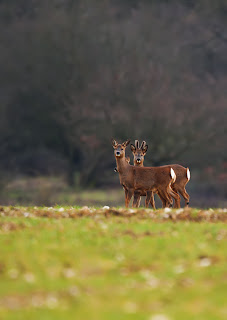 Nigel Pye Photography