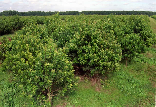 Erva-Mate (Ilex paraguariensis)