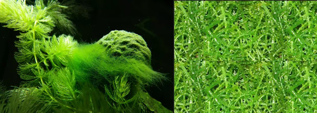 Perbedaan Alga Dan Rumput Laut Zamlook Mengupas Perbedaan Dari Sudut Pandang Yang Berbeda