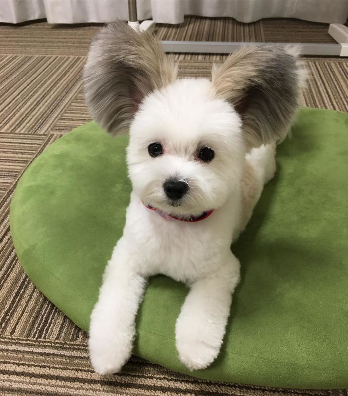 White Wolf : The Internet Is Obsessed With This Puppy With Mickey Mouse ...