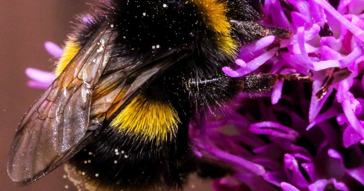 Amici animali - GoVegan: [Scheda] Bombo