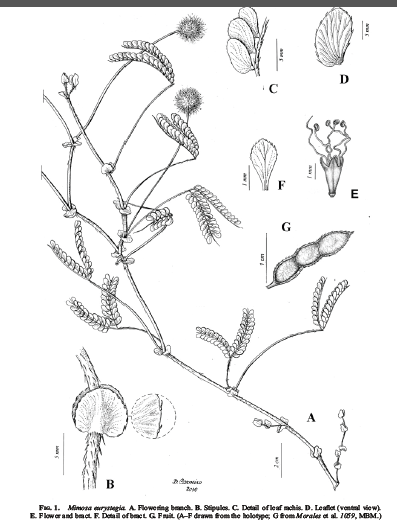 Fabaceae - Leguminosae no Brasil: Mimosoideae
