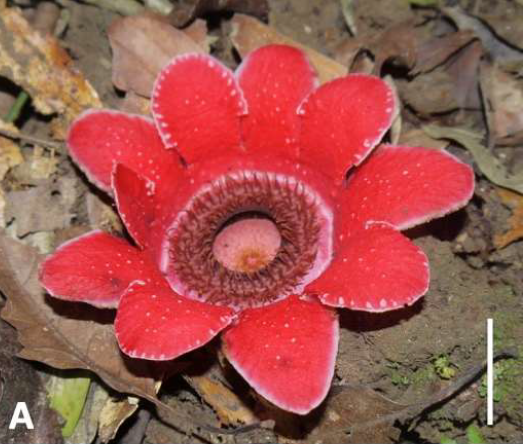 Sciency Thoughts: Sapria myanmarensis: A new species of Parasitic Plant ...