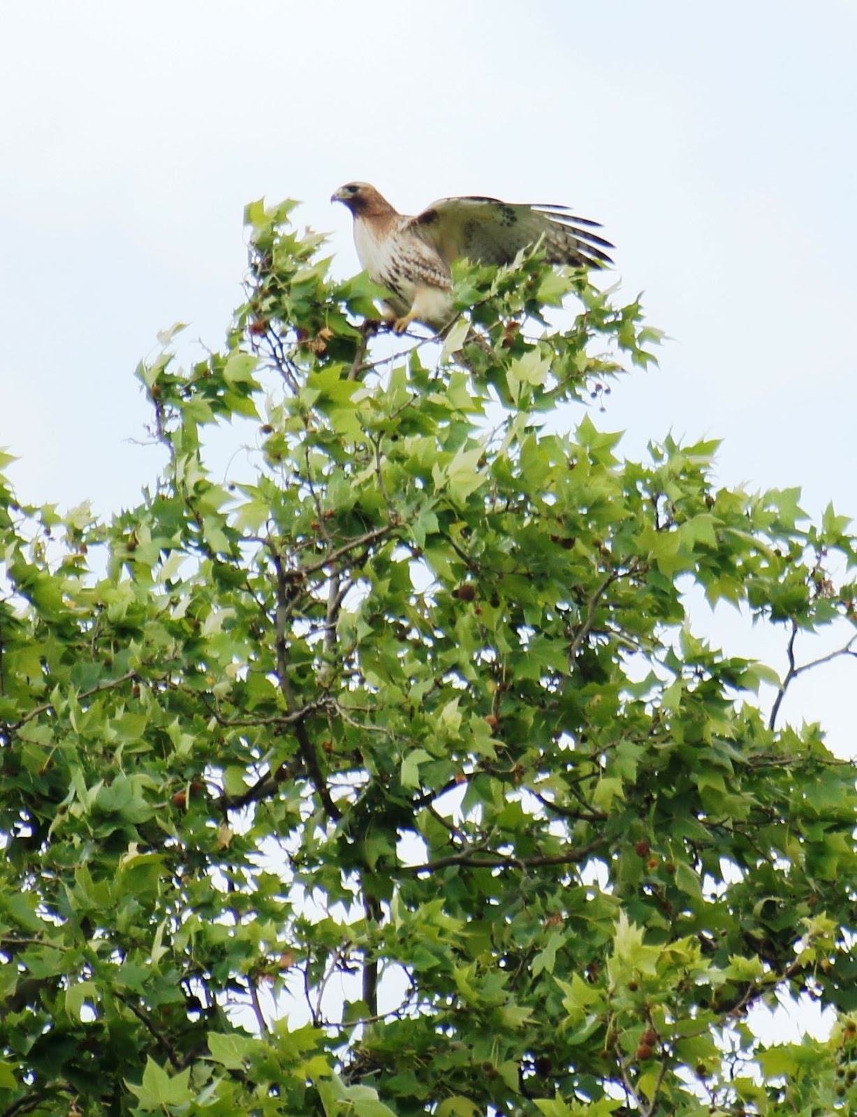 Hawkwatch at the Franklin Institute: Come in off the ledge!