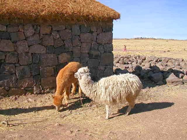 Cultura Chavin: Chavin Culture